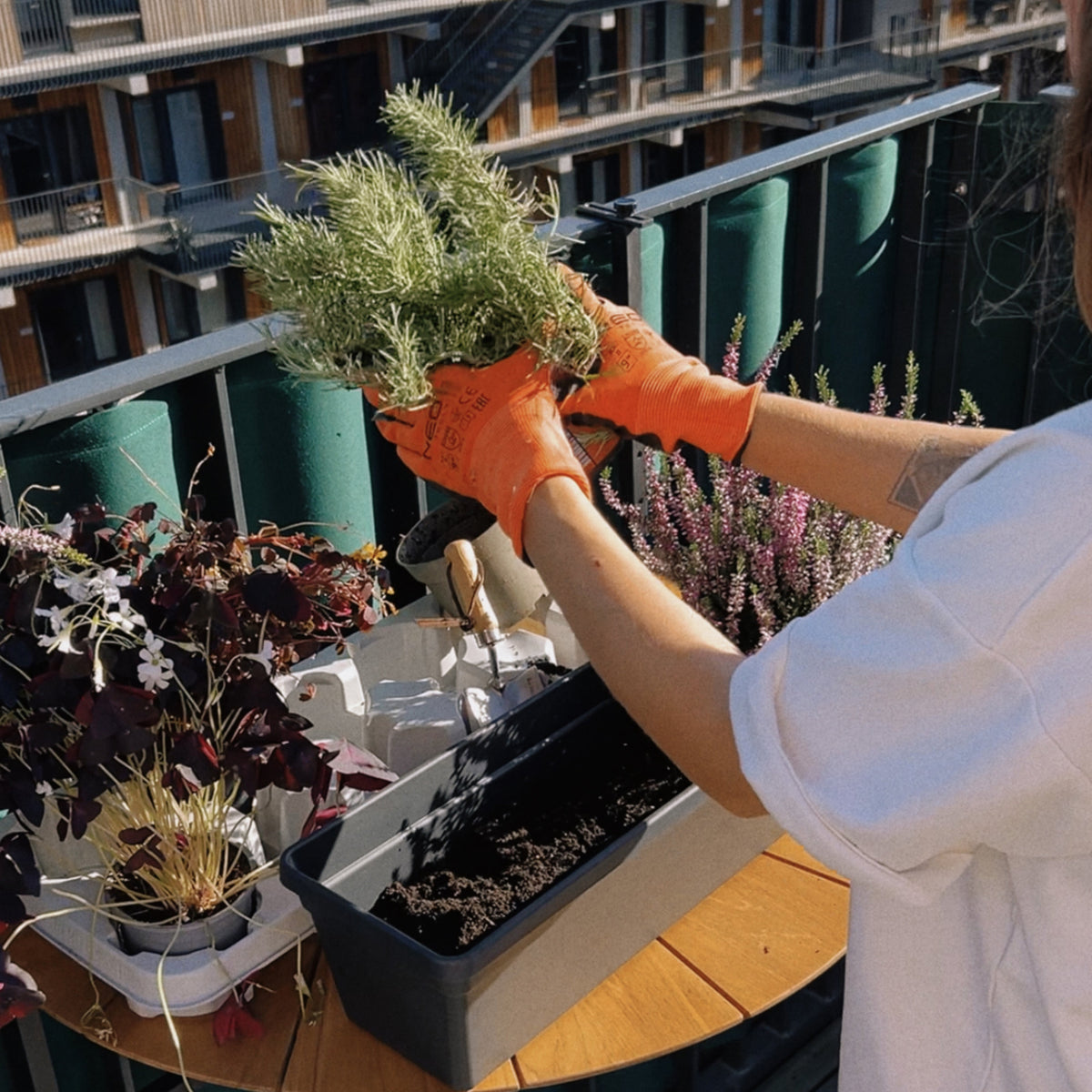 Autumn and winter balcony boxes – Balcony Living Cph